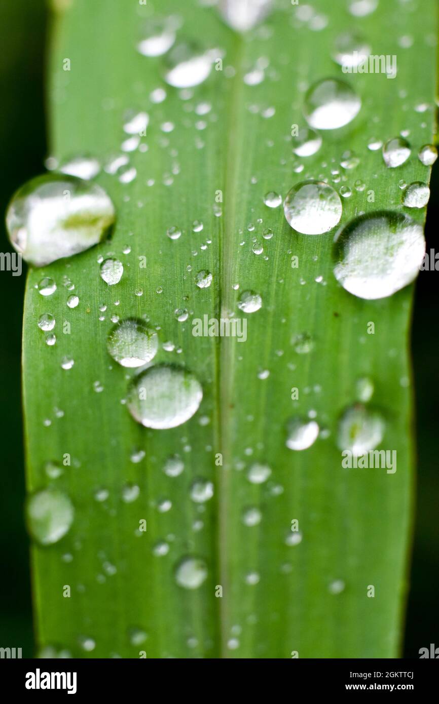 Vertical shot of water droplets on a growing plant's leaf Stock Photo ...
