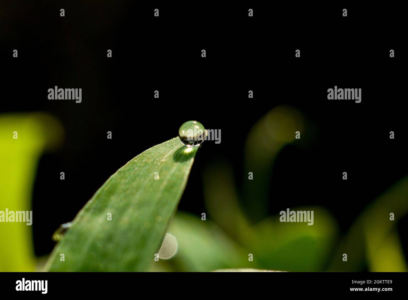 Closeup shot of water droplets on a growing plant's leaf Stock Photo ...