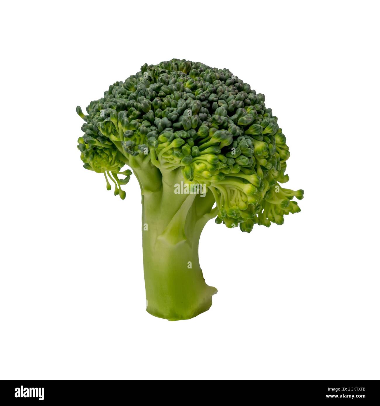 Broccoli isolated on white background Stock Photo - Alamy