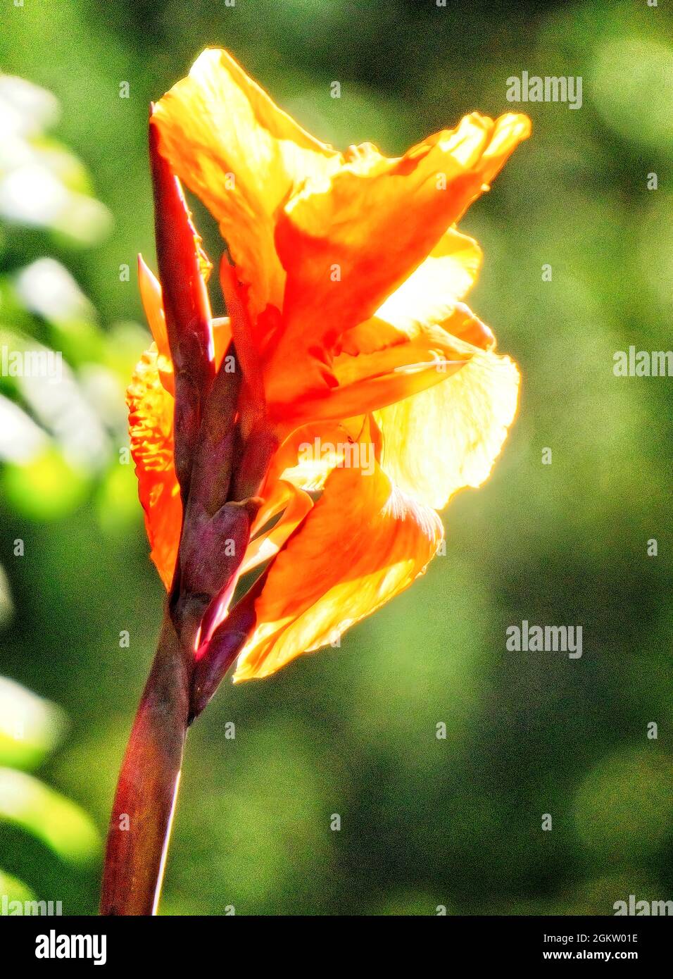 Riley park calgary hi-res stock photography and images - Alamy