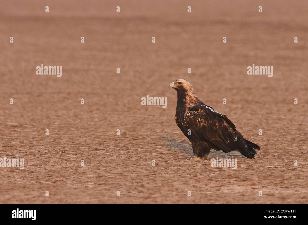 Imperial Eagle (Aquila heliaca) adult sitting on ground at little Rann ...