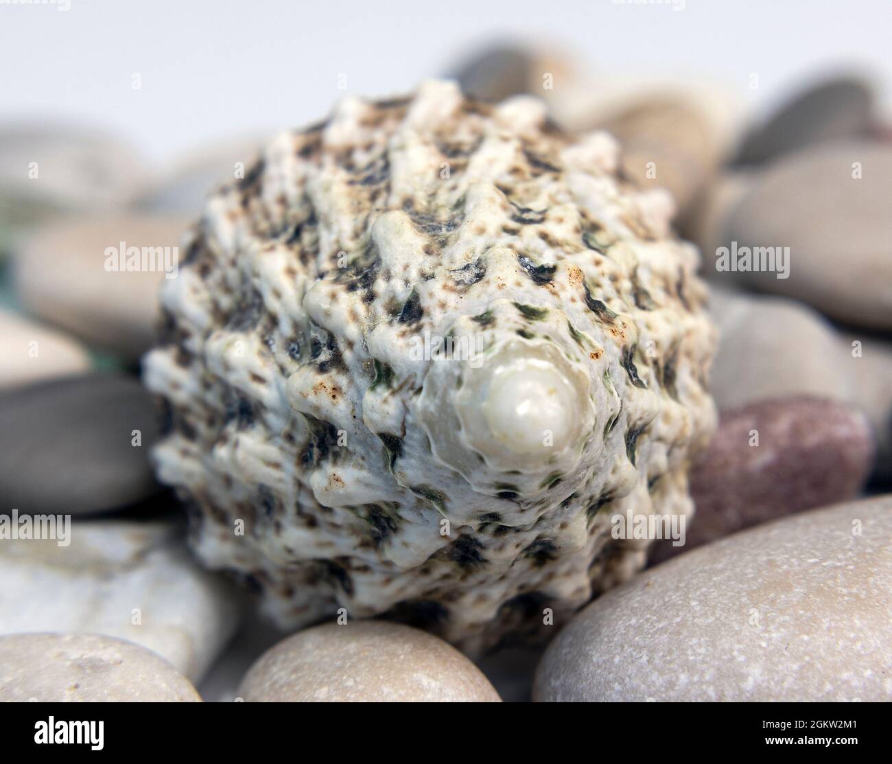 Shell still life hi-res stock photography and images - Alamy