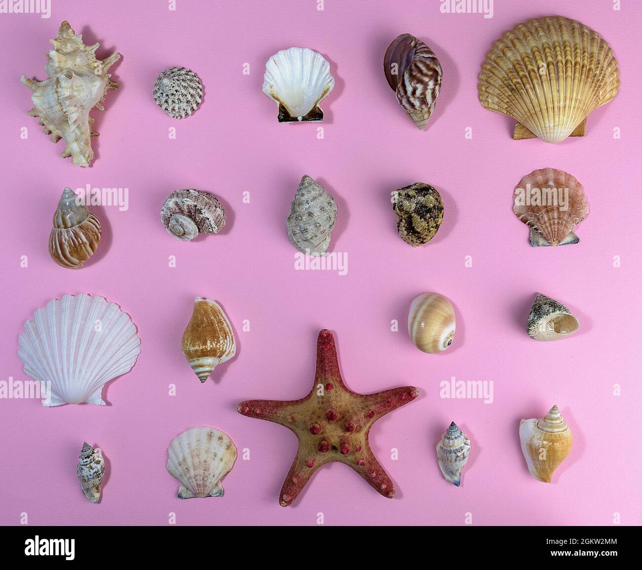 Sea shells and stars of various shapes arranged in rows Stock Photo - Alamy