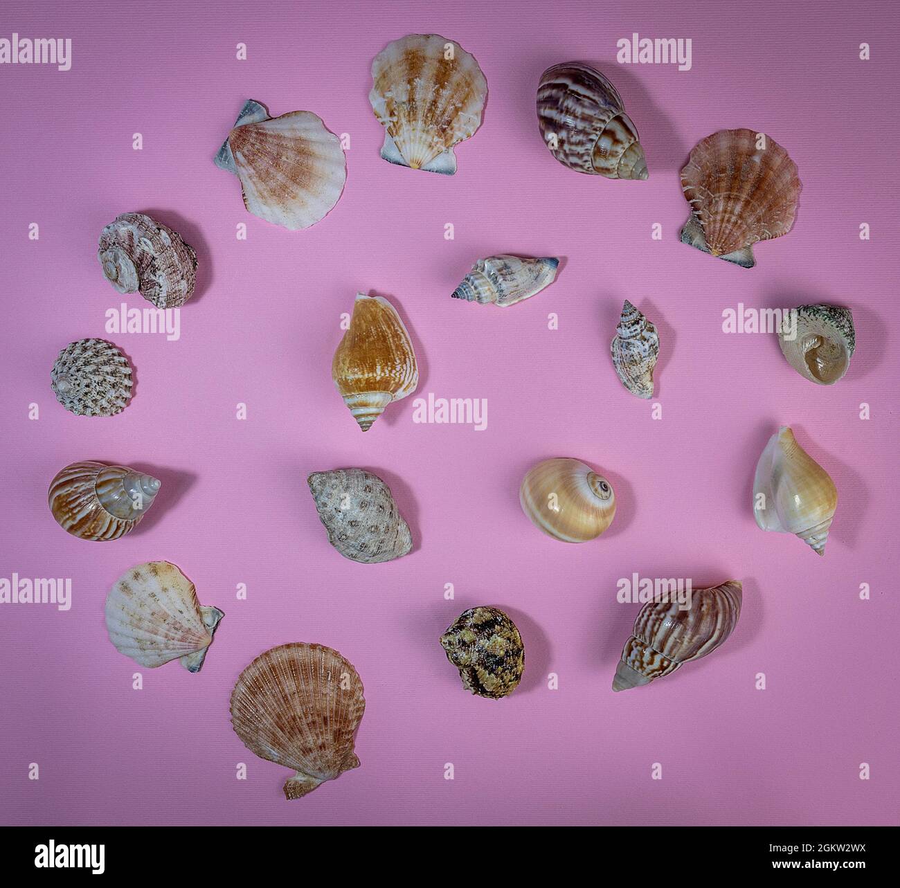 Sea shells of various shapes arranged in a spiral Stock Photo - Alamy