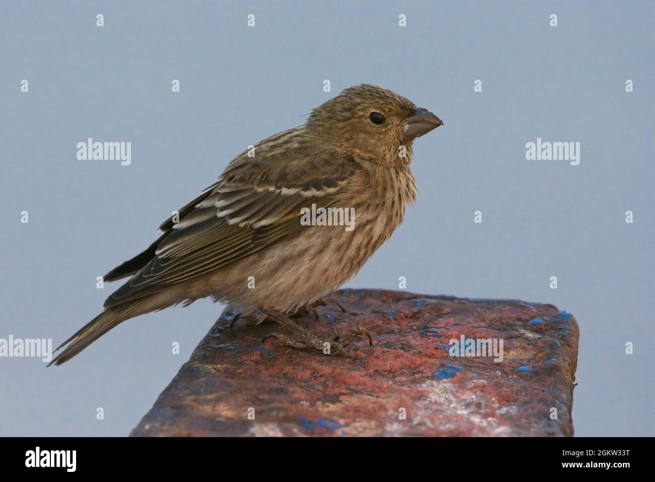 Female Common Rosefinch (Carpodacus erythrinus Stock Photo - Alamy