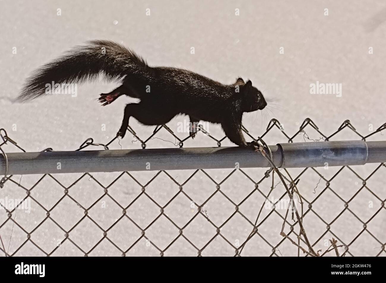 black squirrel running on a fence Stock Photo - Alamy