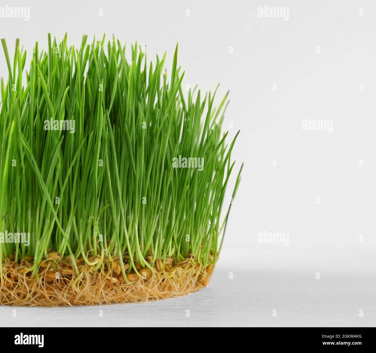 Healthy fresh wheat grass with roots on white background Stock Photo ...
