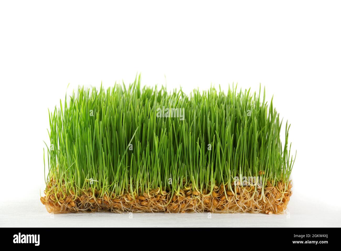 Healthy fresh wheat grass with roots on white background Stock Photo ...