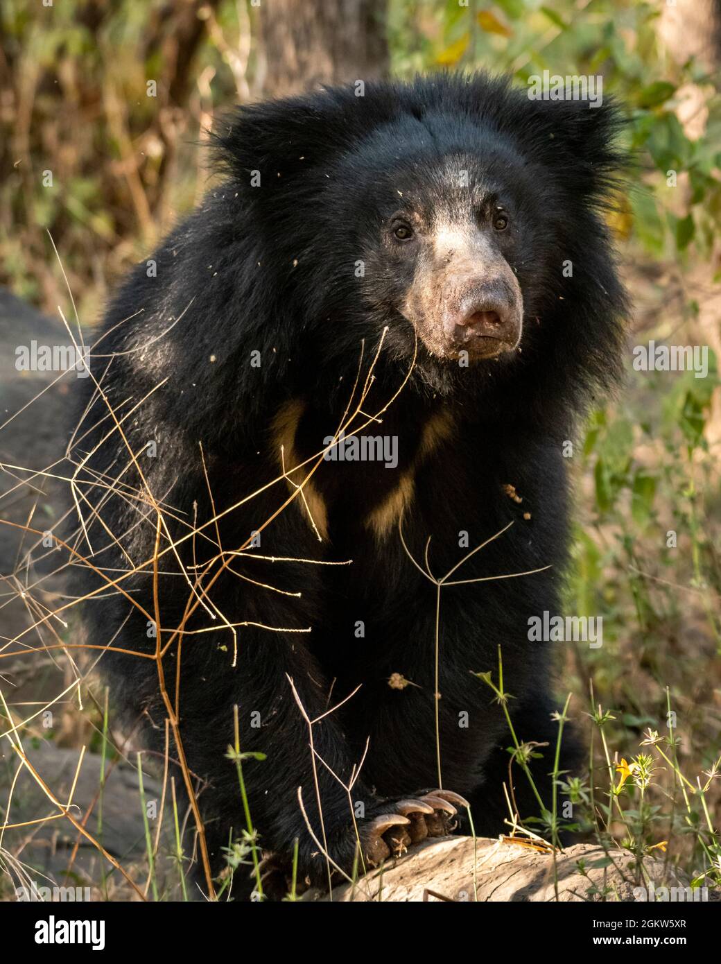 sloth bear or Melursus ursinus portrait in natural green background an ...