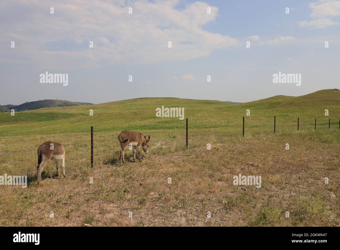 Begging Burros on the roadside in Custer State Park.Custer.South Dakota ...