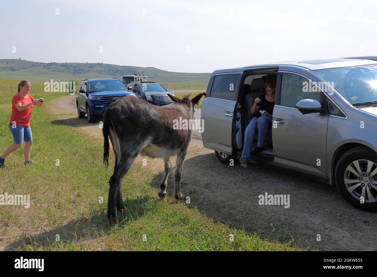 Visitors feeding Begging burros on the roadside in Custer State Park ...