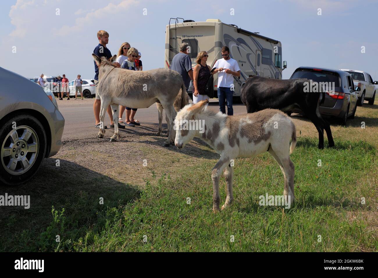 Visitors feeding Begging burros on the roadside in Custer State Park ...