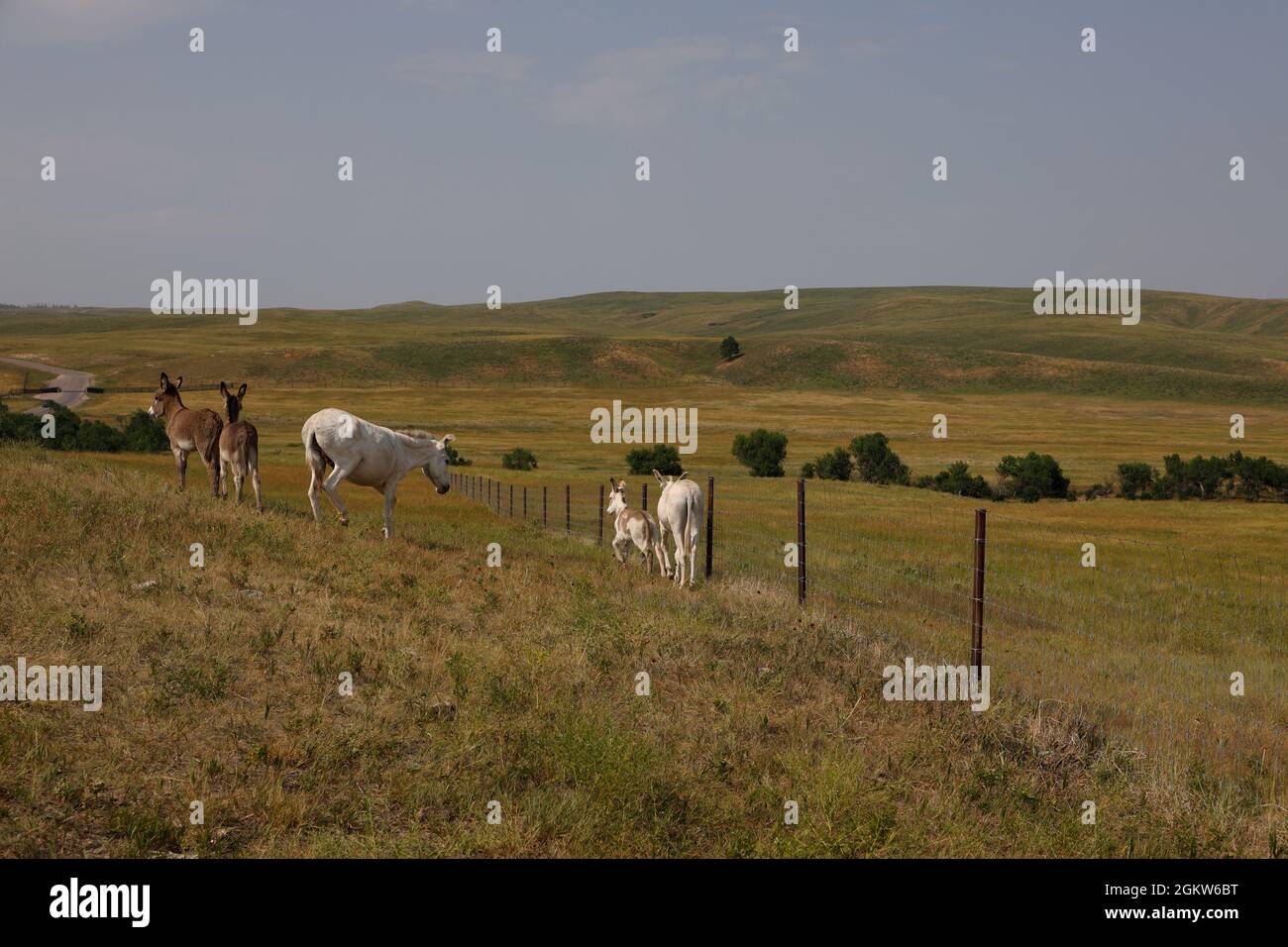 Begging Burros on the roadside in Custer State Park.Custer.South Dakota ...