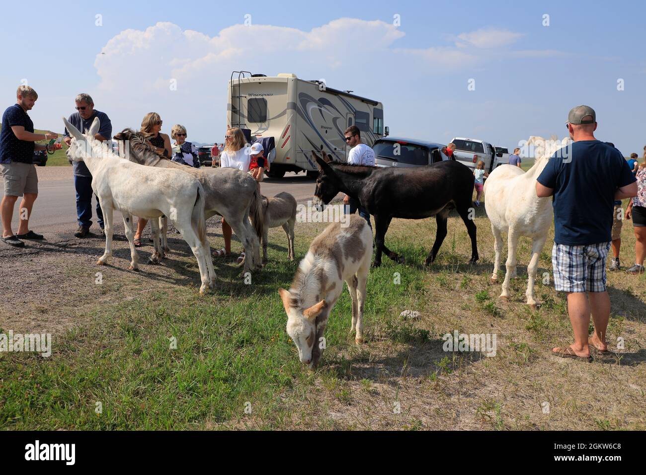 Visitors feeding Begging burros on the roadside in Custer State Park ...