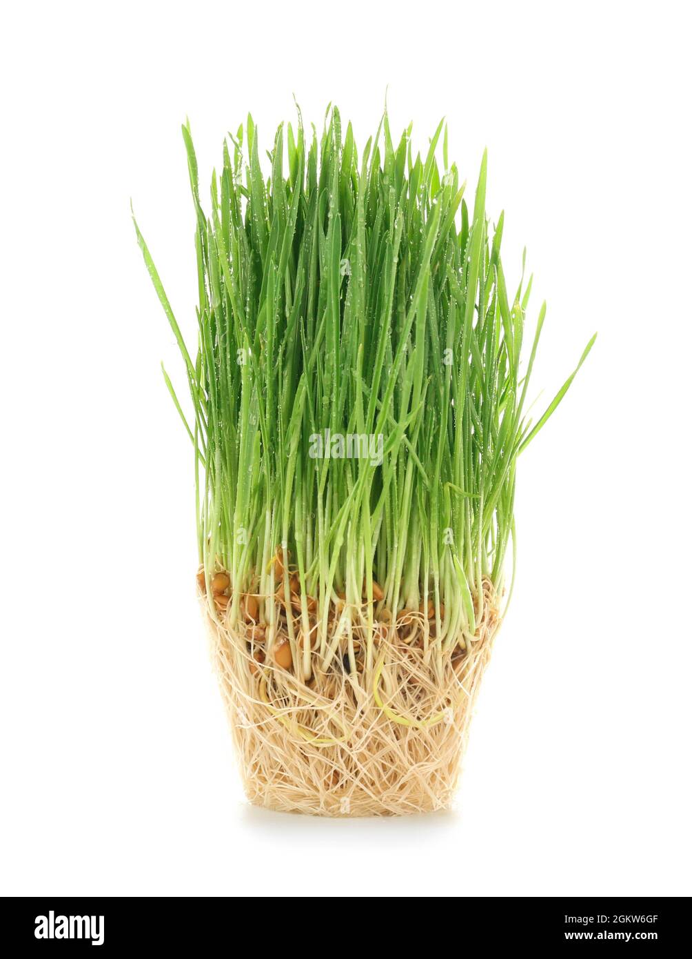 Healthy fresh wheat grass with roots on white background Stock Photo ...