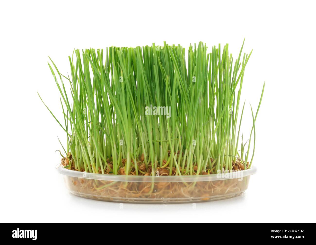 Healthy fresh wheat grass in container on white background Stock Photo ...