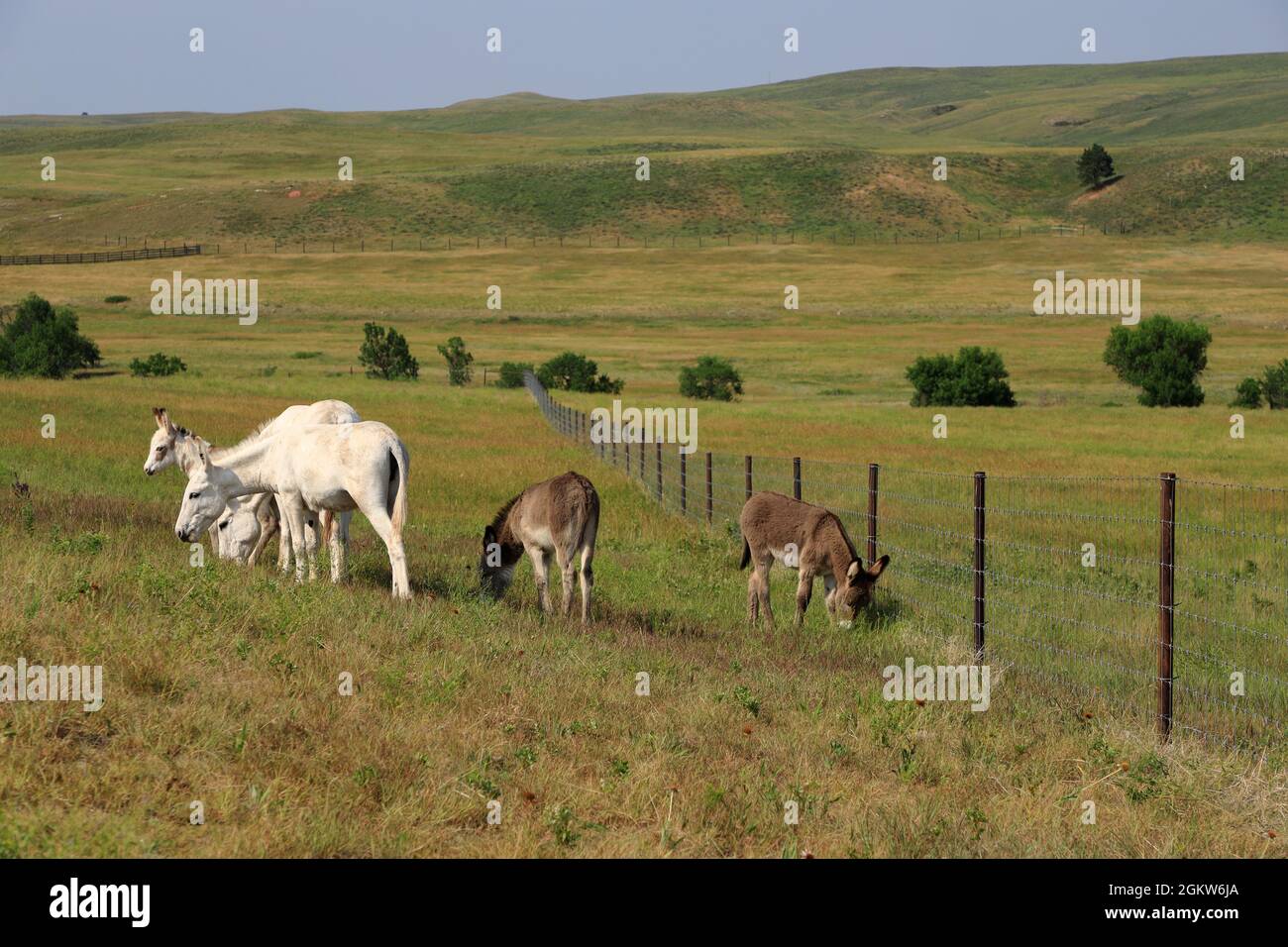 Begging Burros on the roadside in Custer State Park.Custer.South Dakota ...