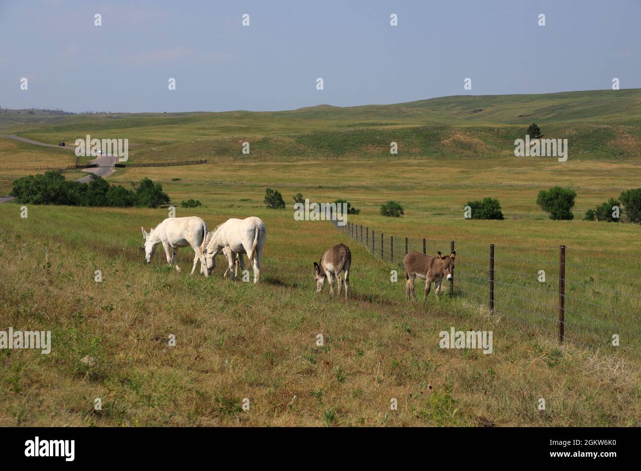 Begging Burros on the roadside in Custer State Park.Custer.South Dakota ...