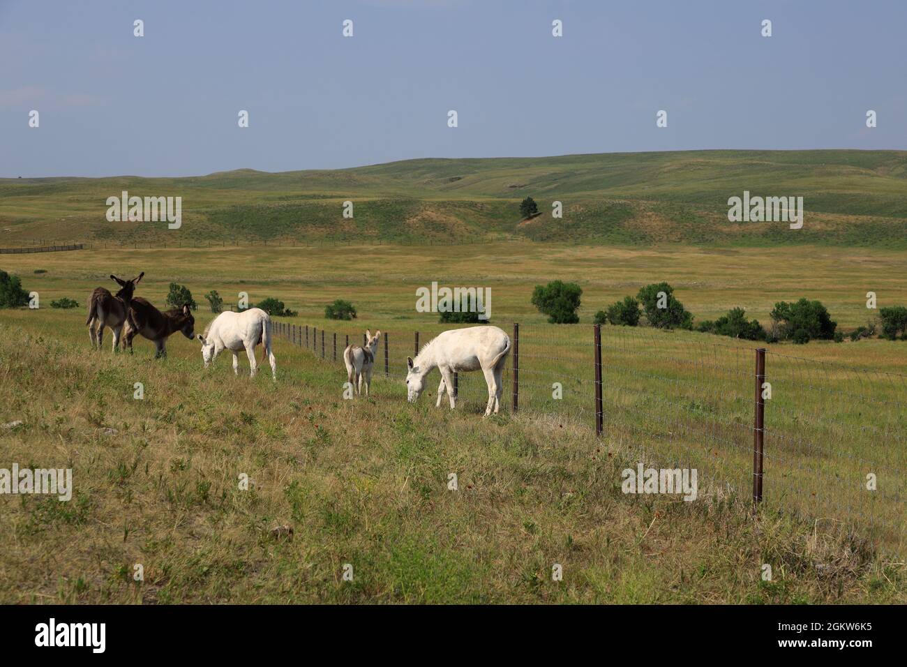 Begging Burros on the roadside in Custer State Park.Custer.South Dakota ...