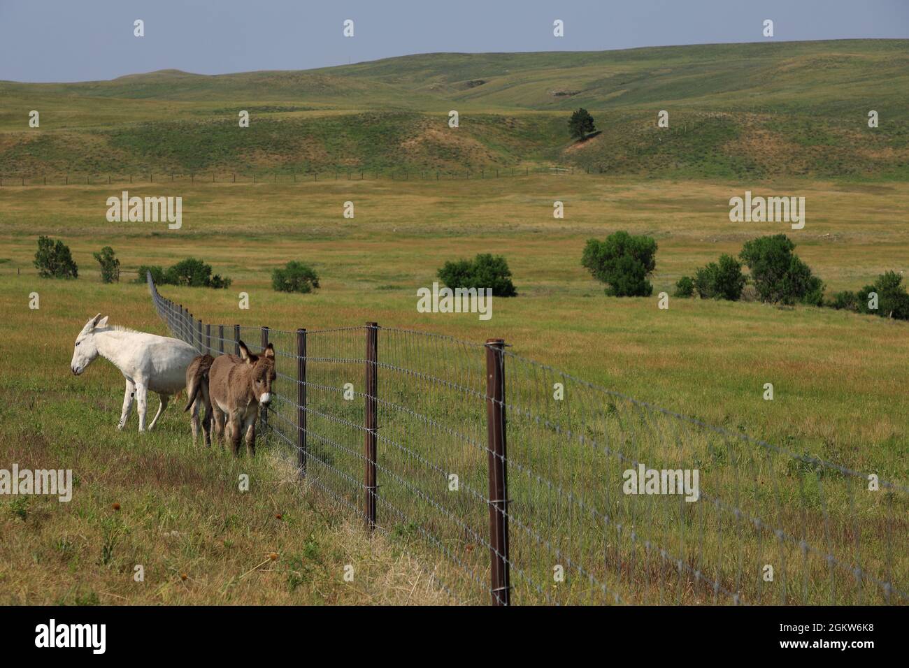 Begging Burros on the roadside in Custer State Park.Custer.South Dakota ...