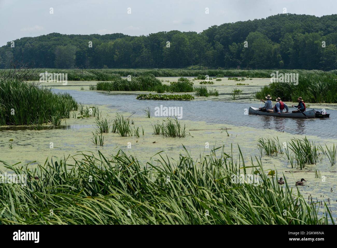 Cleveland Museum of Natural History employees treat flowering rush as ...