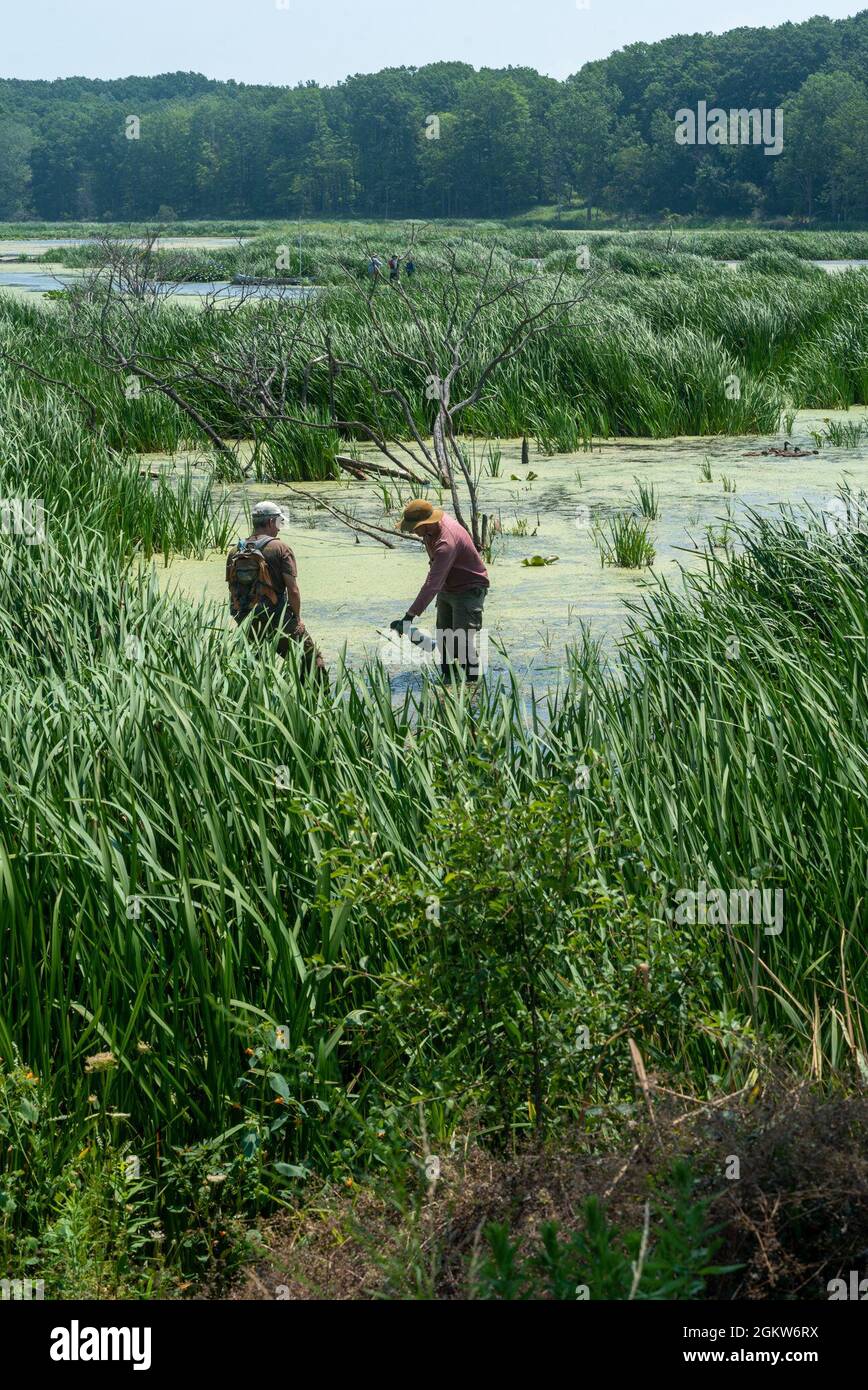 Cleveland Museum of Natural History employees treat flowering rush as ...