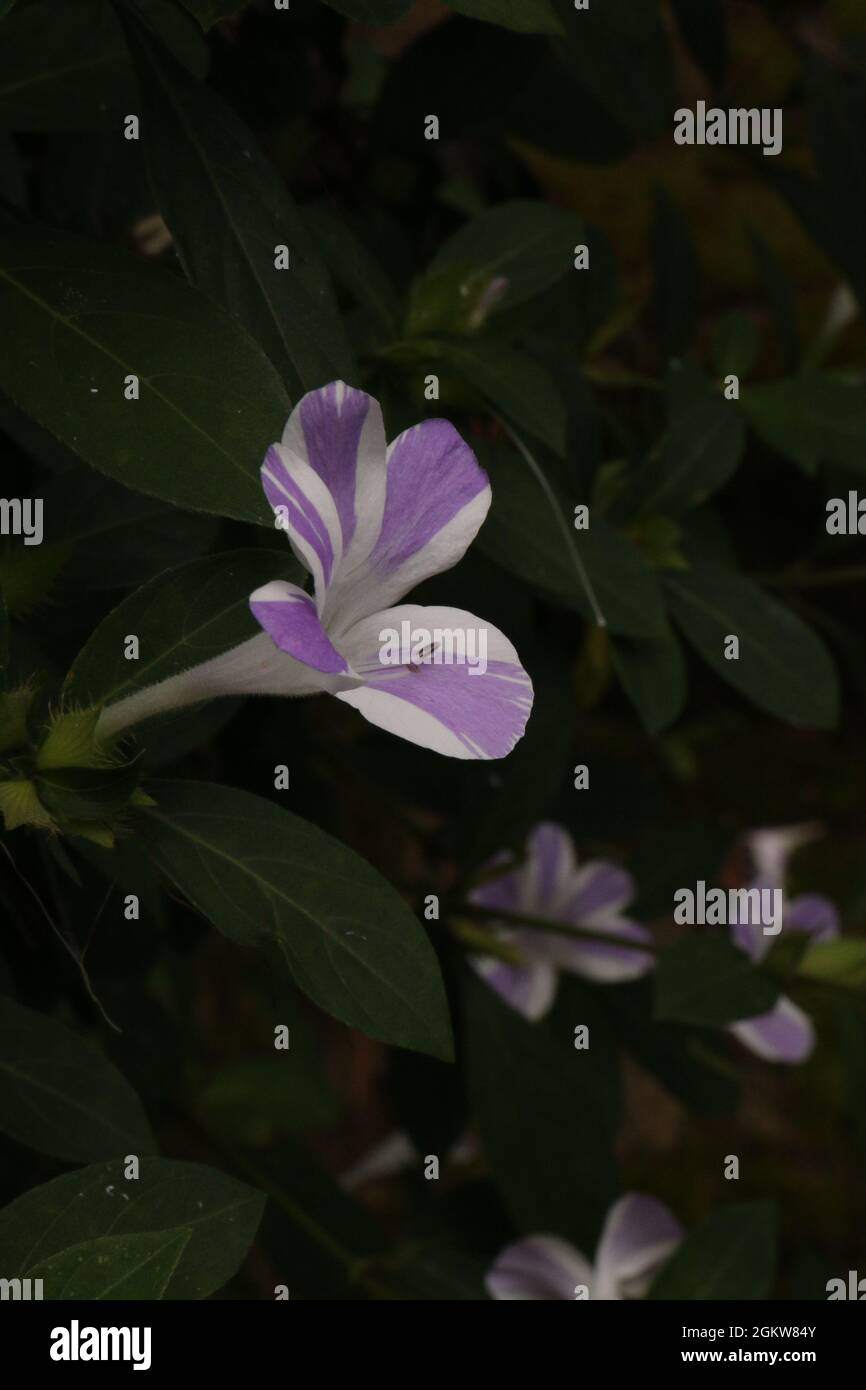 Folwer hi-res stock photography and images - Alamy