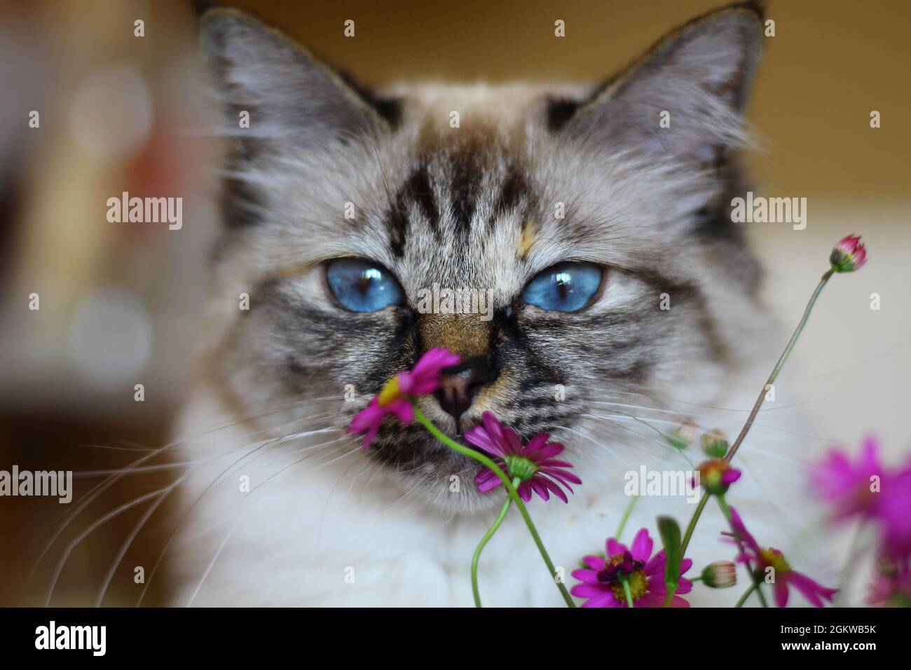 Cute cat with flower hi-res stock photography and images - Alamy