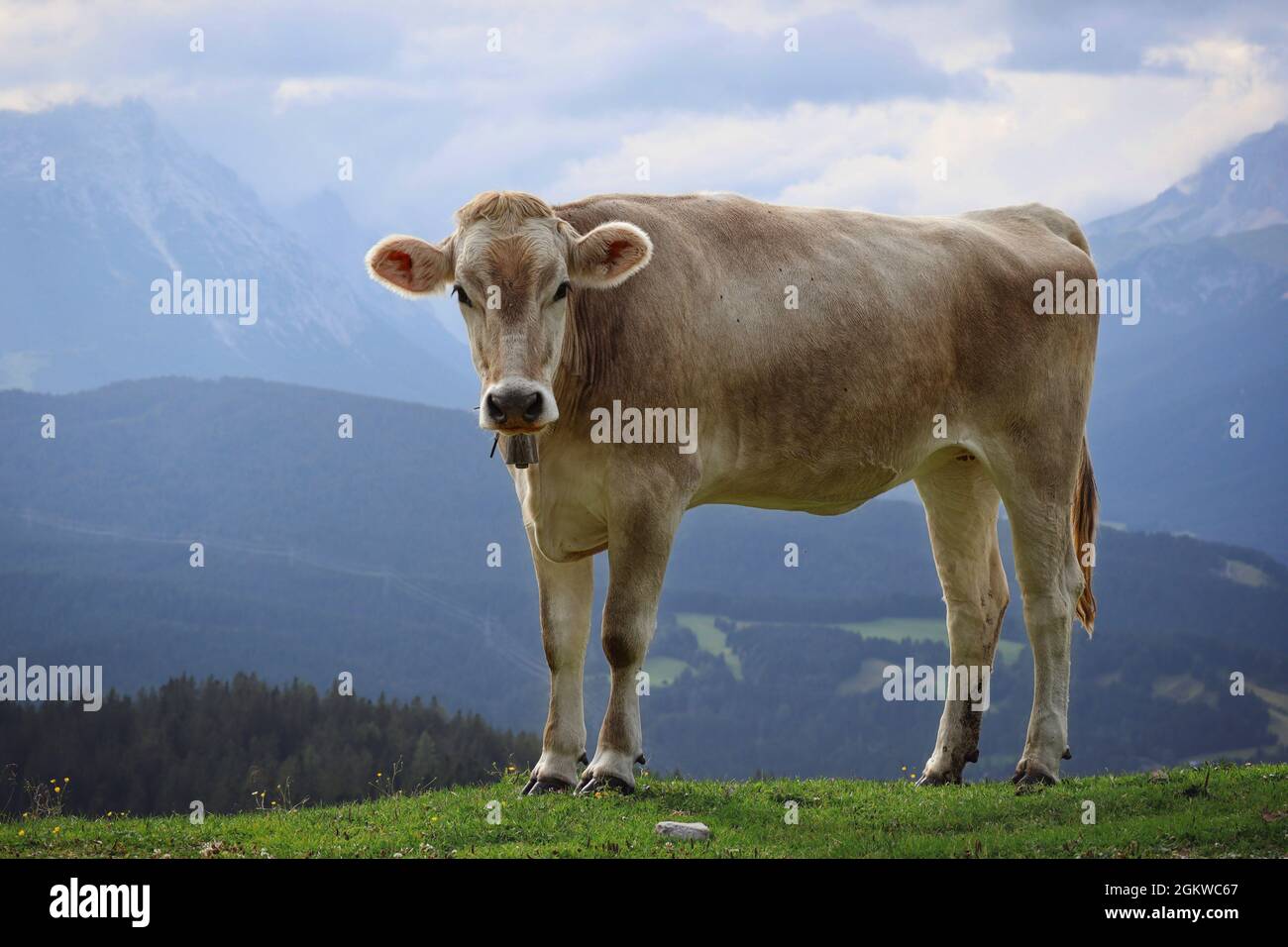 Swiss brown cattle stands hi-res stock photography and images - Alamy