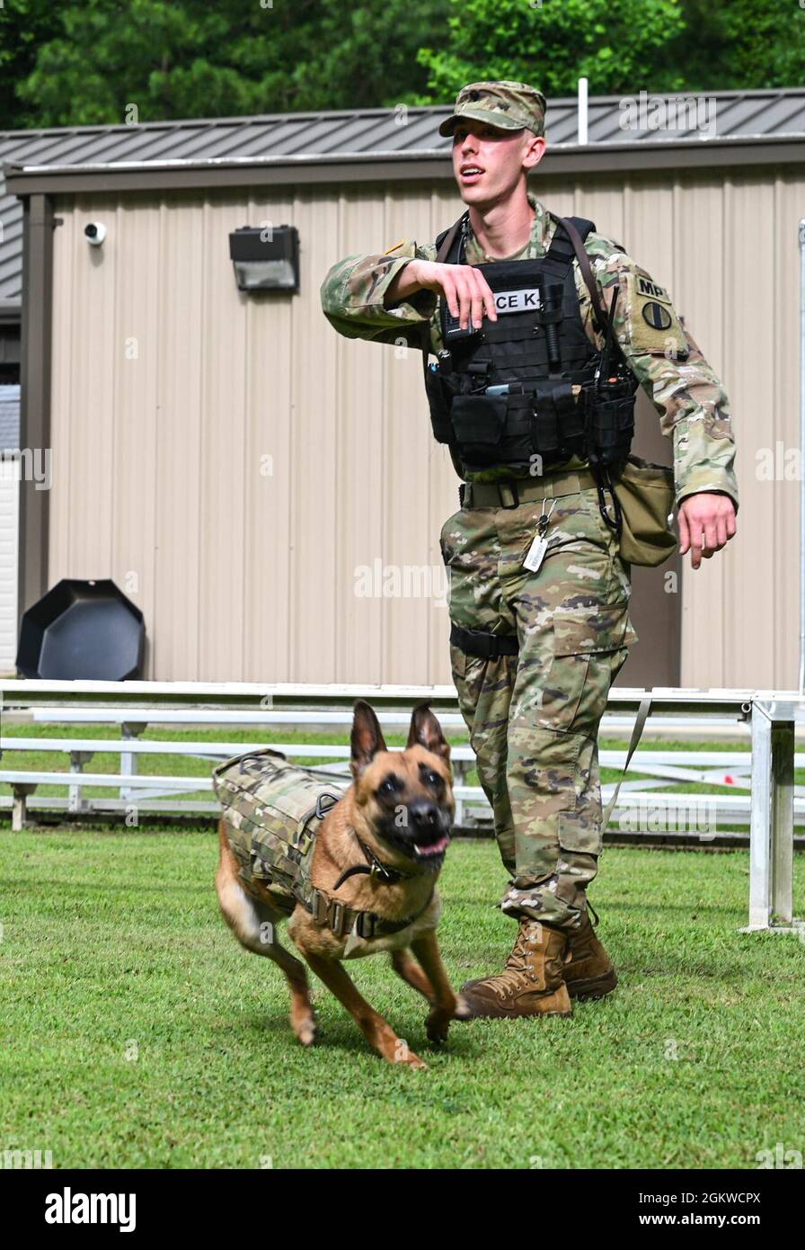 Military Working Dog Maya, a 5-year-old Belgian Malinois assigned to ...