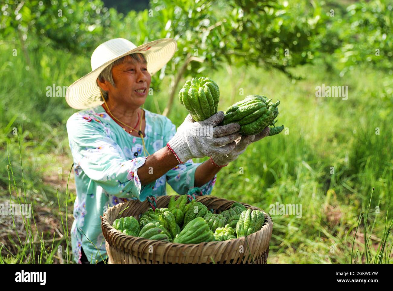 Aerial view of the herb growing base in Huaying city, southwest China's Sichuan province, 9 ...