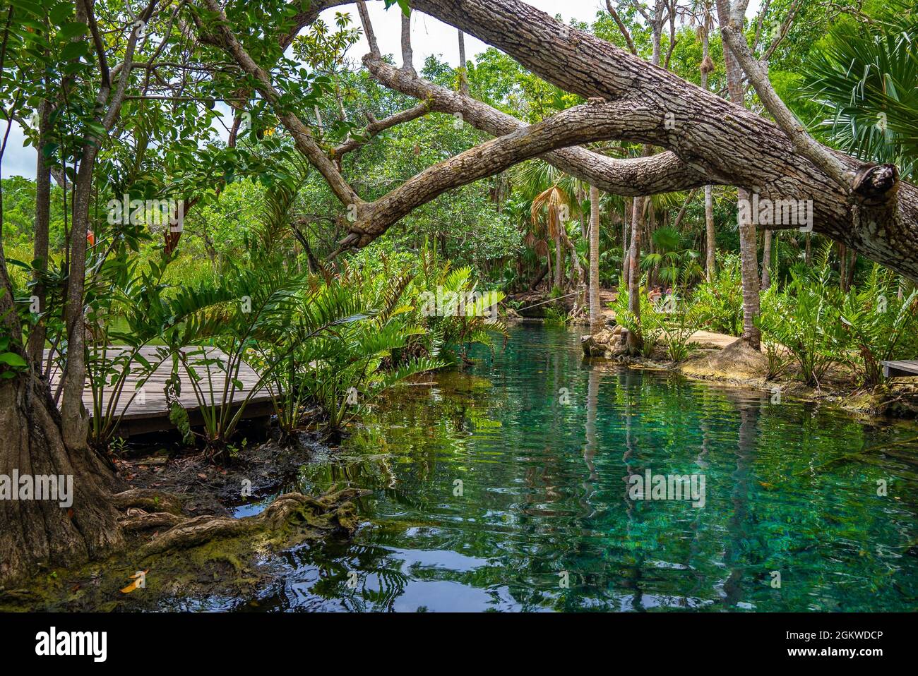Scenic view of calm cenote with trees and footbridge in forest Stock ...