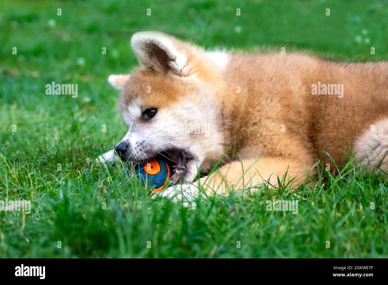 Are Akita Spitz