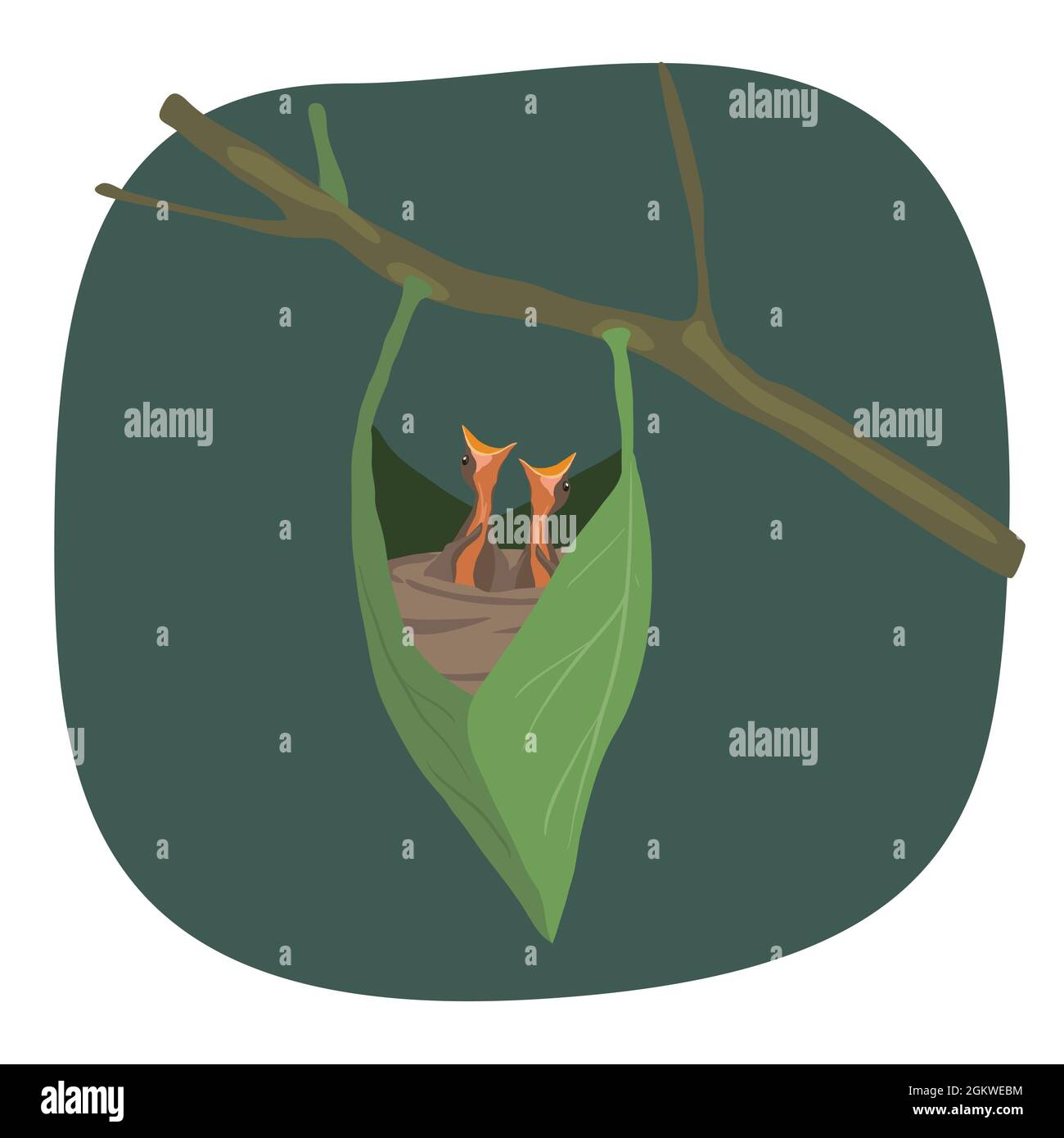 Hungry baby birds illustration Stock Vector Image & Art - Alamy