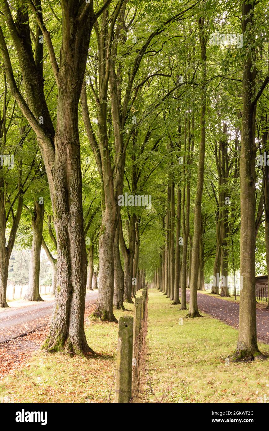 High trees hi-res stock photography and images - Alamy