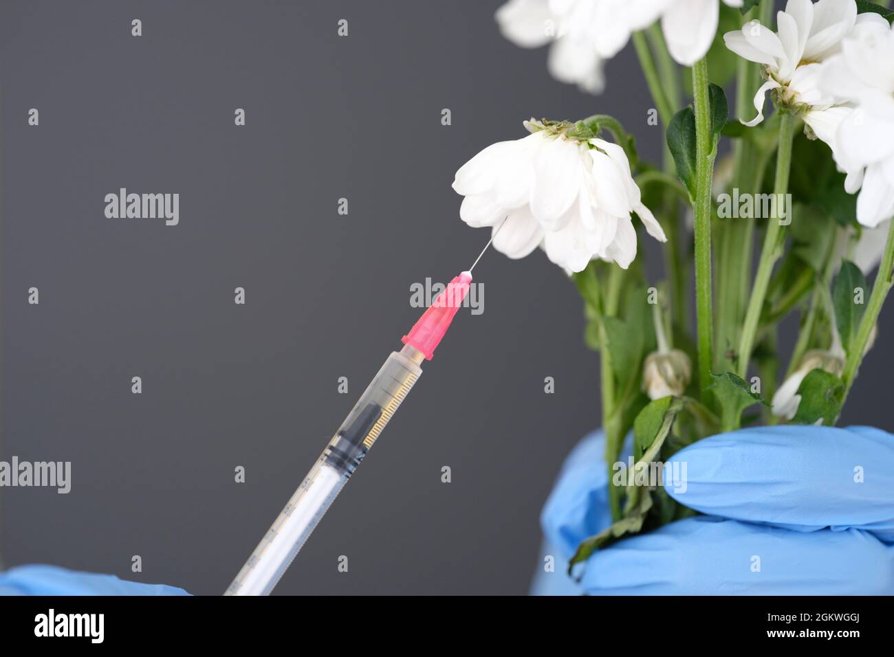 Doctor injecting medicine into dried white chrysanthemum flower closeup ...