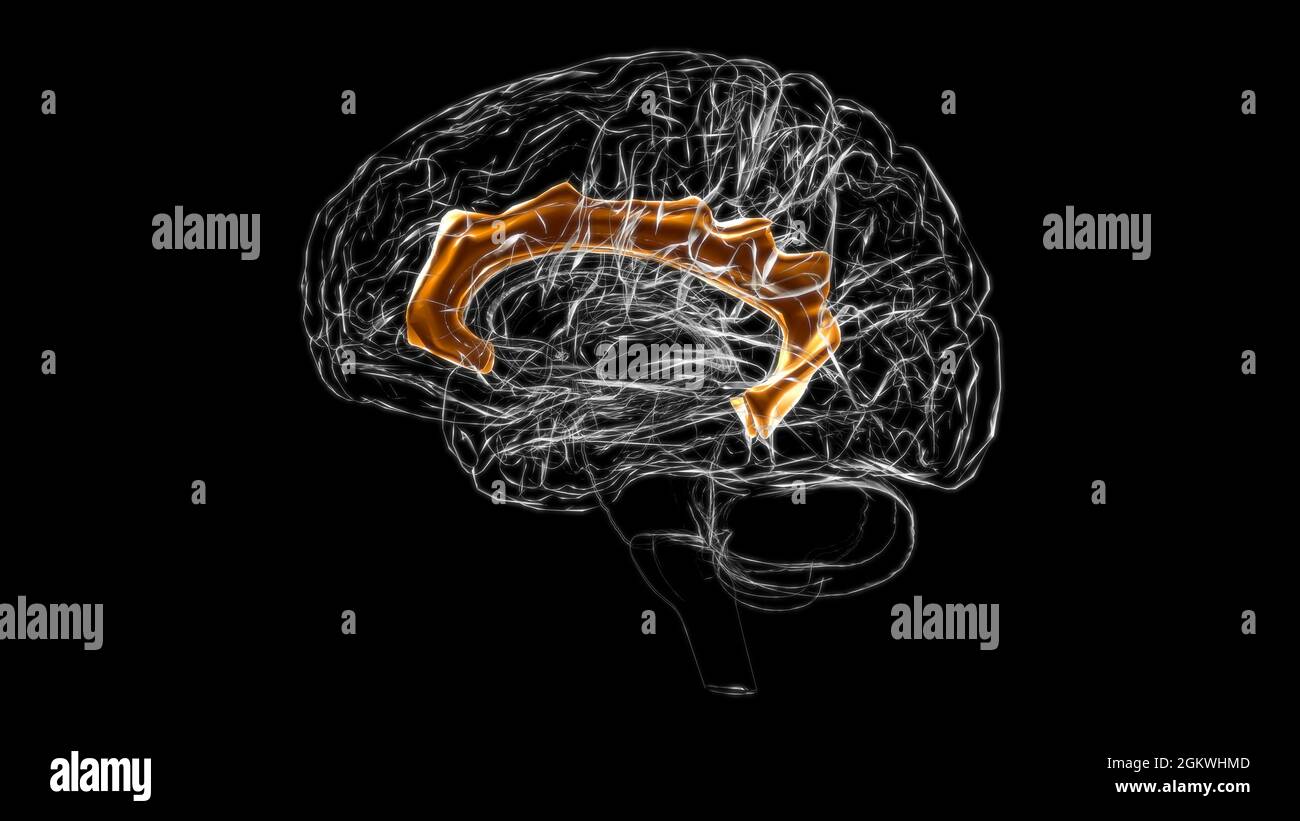Brain cingulate gyrus Anatomy For Medical Concept 3D Illustration Stock ...