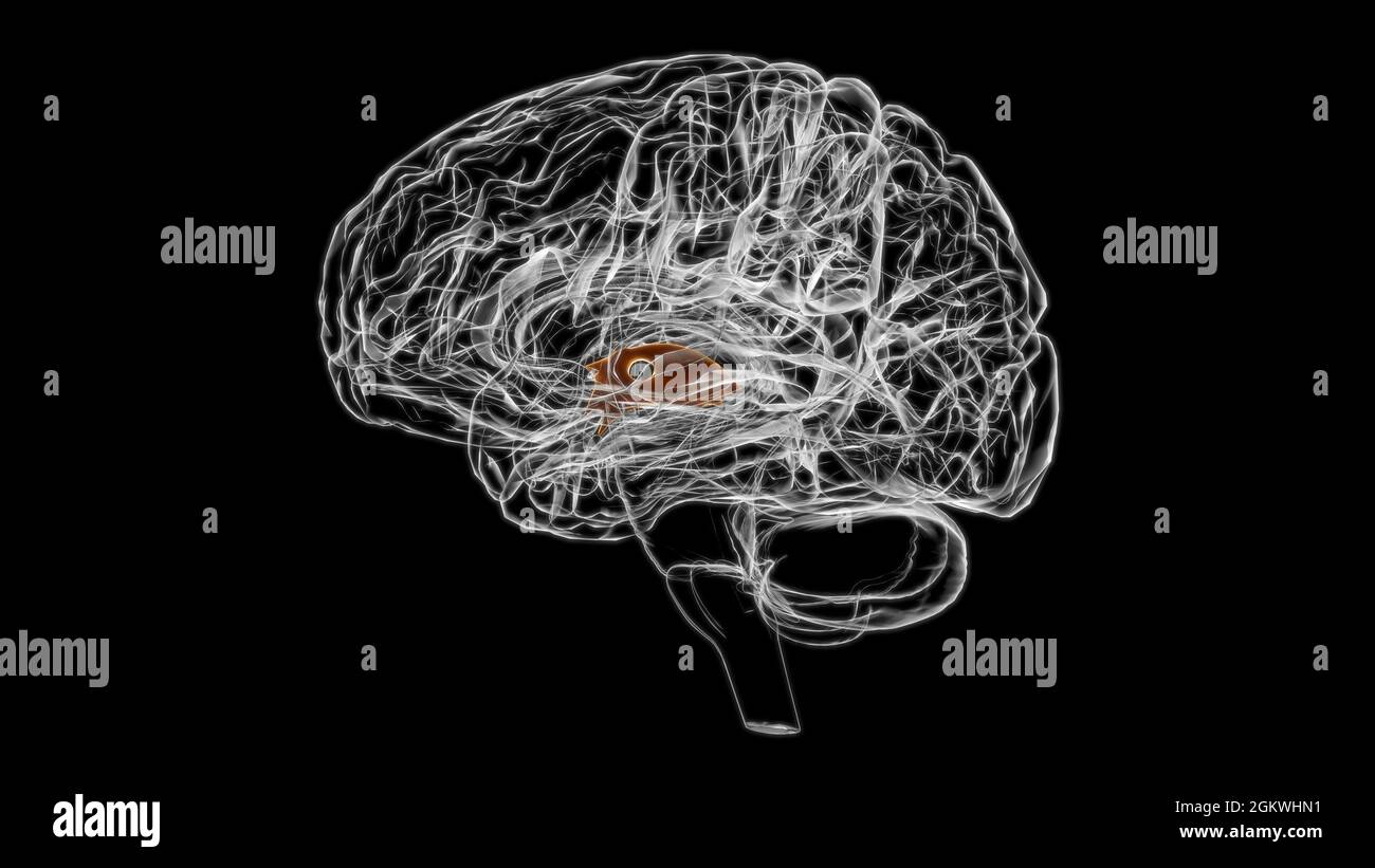Brain Third ventricle Anatomy For Medical Concept 3D Illustration Stock ...
