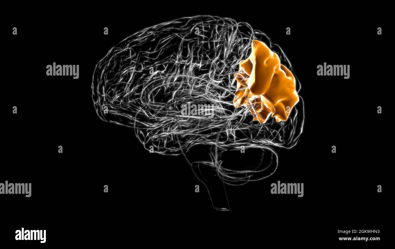 Angular Gyrus