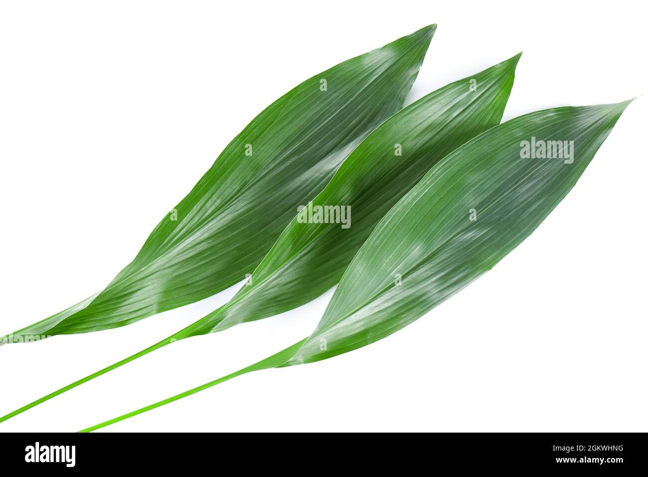 Aspidistra Leaves High Resolution Stock Photography and Images - Alamy