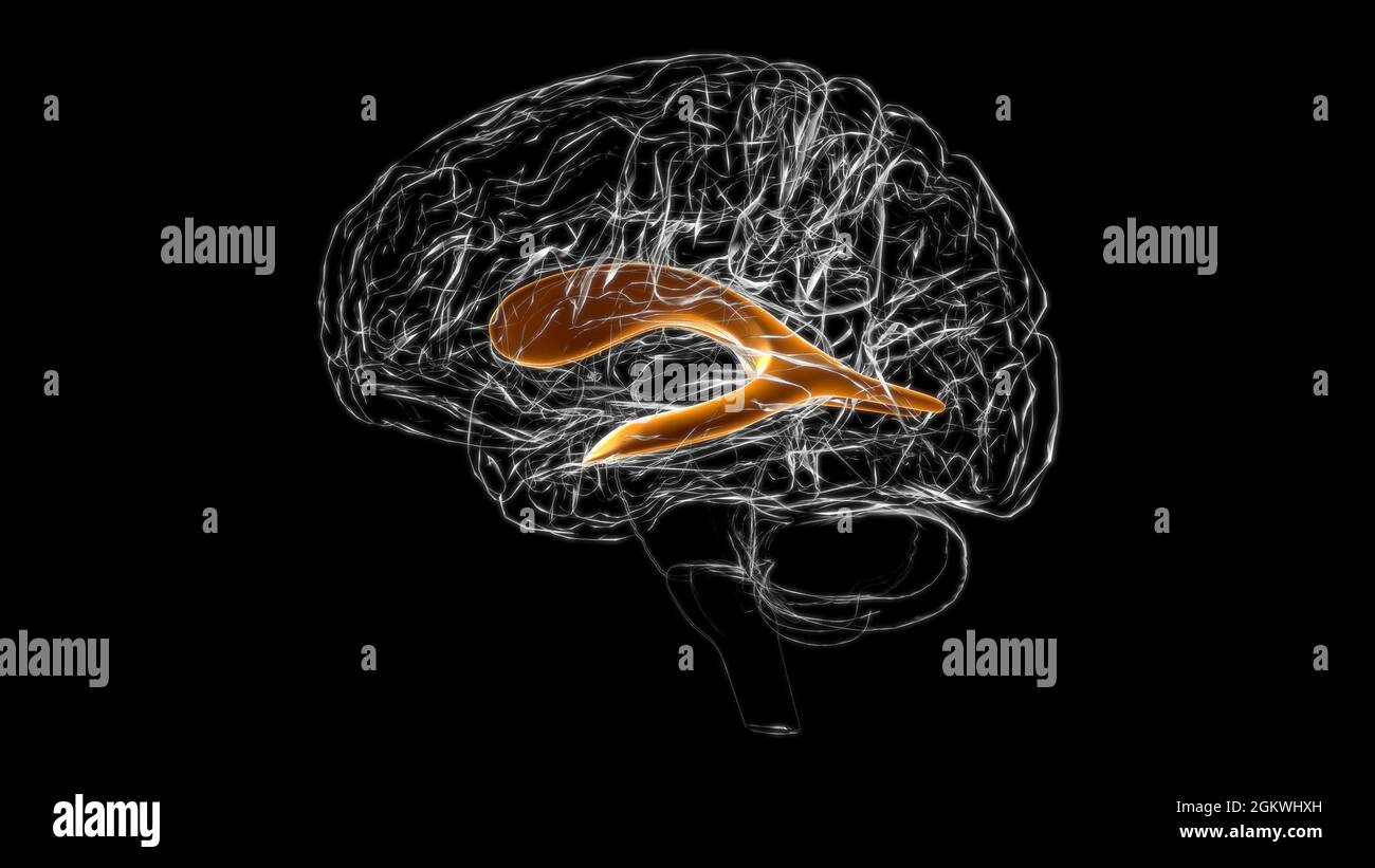 Brain lateral ventricle Anatomy For Medical Concept 3D Illustration ...