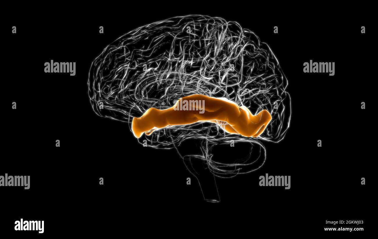 Brain middle temporal gyrus Anatomy For Medical Concept 3D Illustration ...