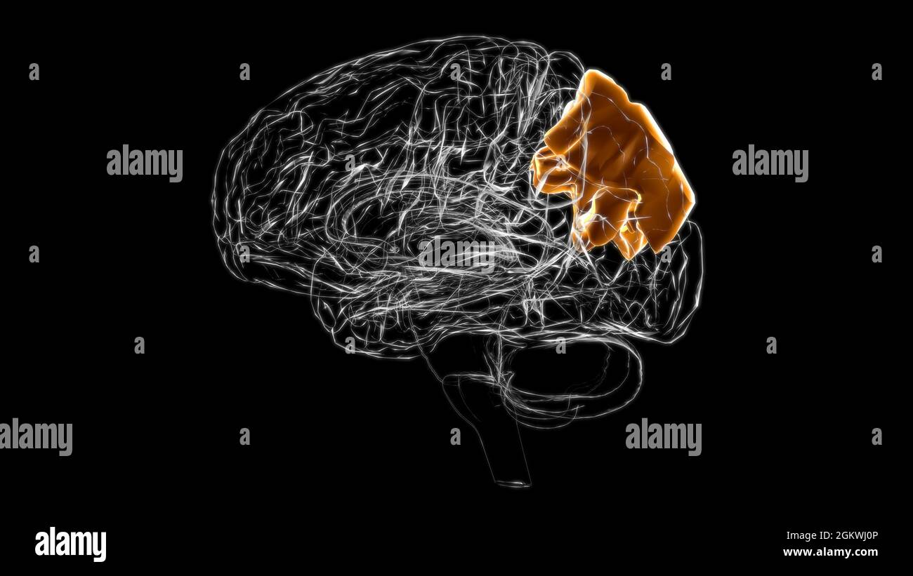 Brain superior parietal lobule Anatomy For Medical Concept 3D ...