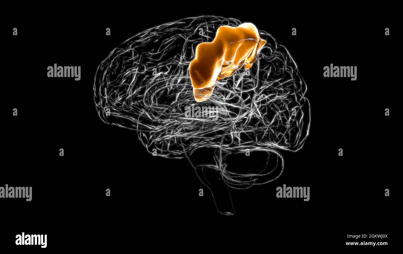 Brain postcentral gyrus Anatomy For Medical Concept 3D Illustration ...