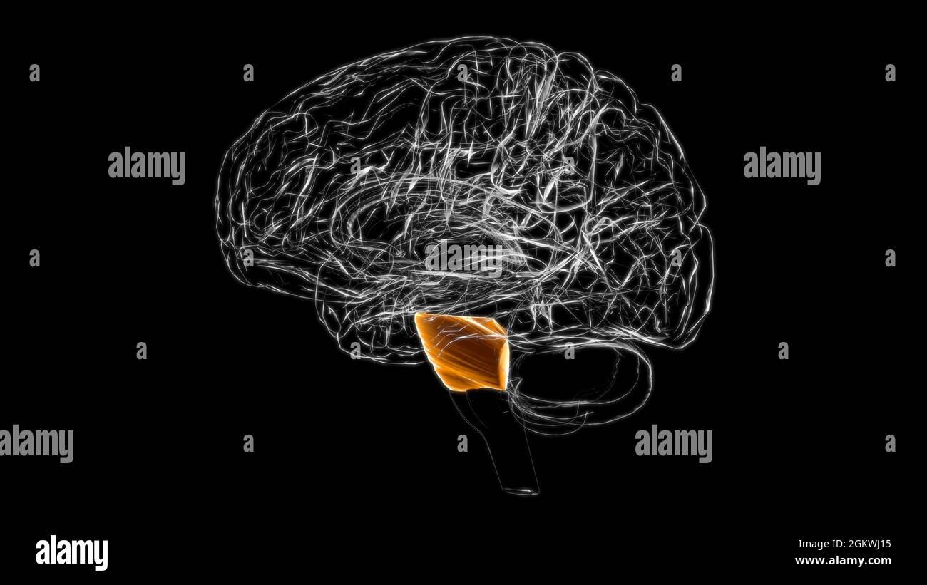 Brain pons Anatomy For Medical Concept 3D Illustration Stock Photo - Alamy