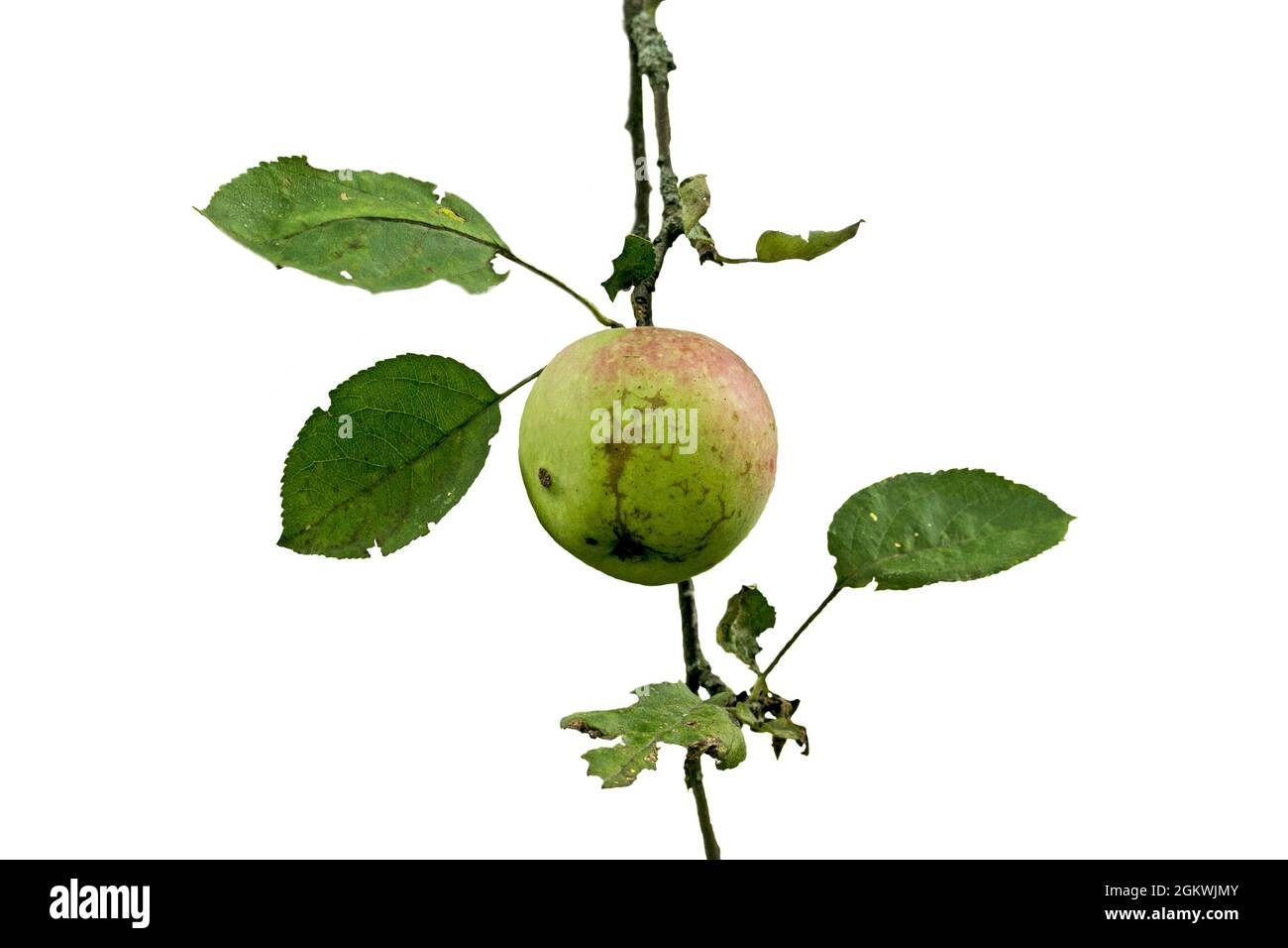 Spraying an apple orchard hi-res stock photography and images - Alamy
