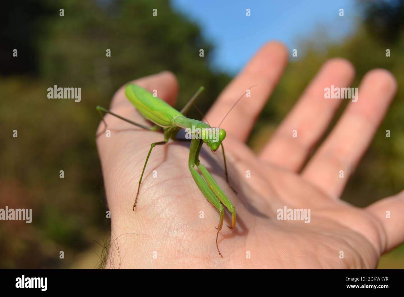 Carolina Praying Mantis on Human Hand and Looks Camera in Forest Stock ...