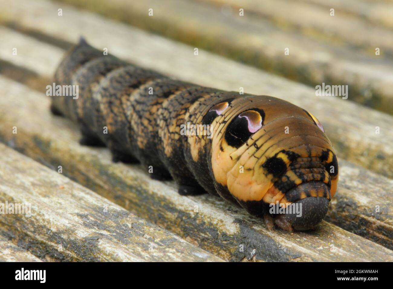 Elephant hawk moth crawling on the wooden surface Stock Photo - Alamy