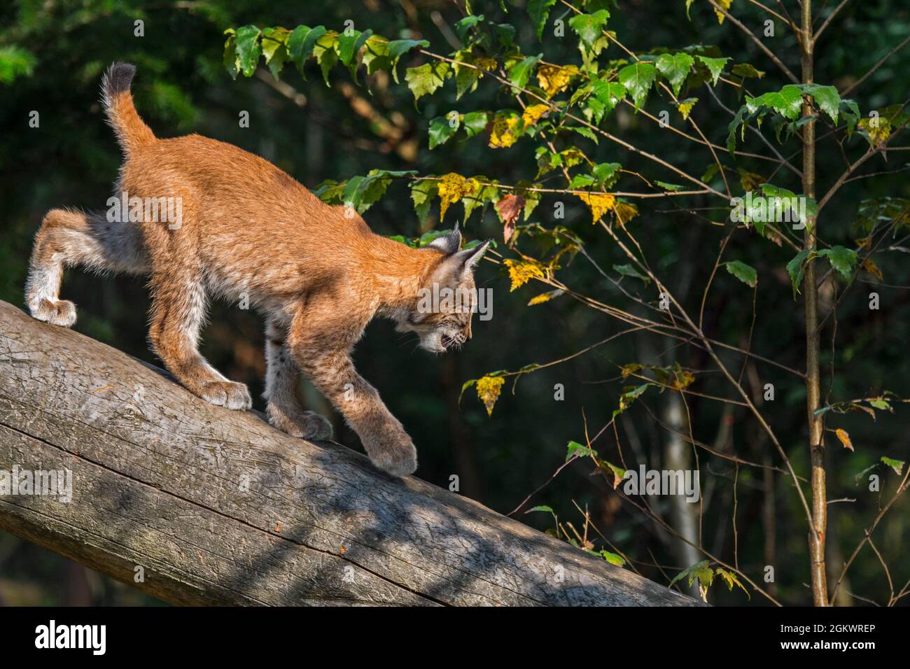 Eurasian lynx (Lynx lynx) juvenile walking down fallen tree trunk in ...