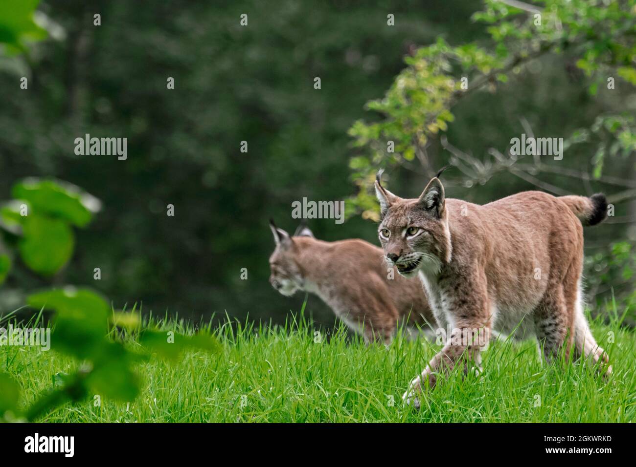 Eurasian lynx (Lynx lynx) couple walking in grassland at forest edge ...